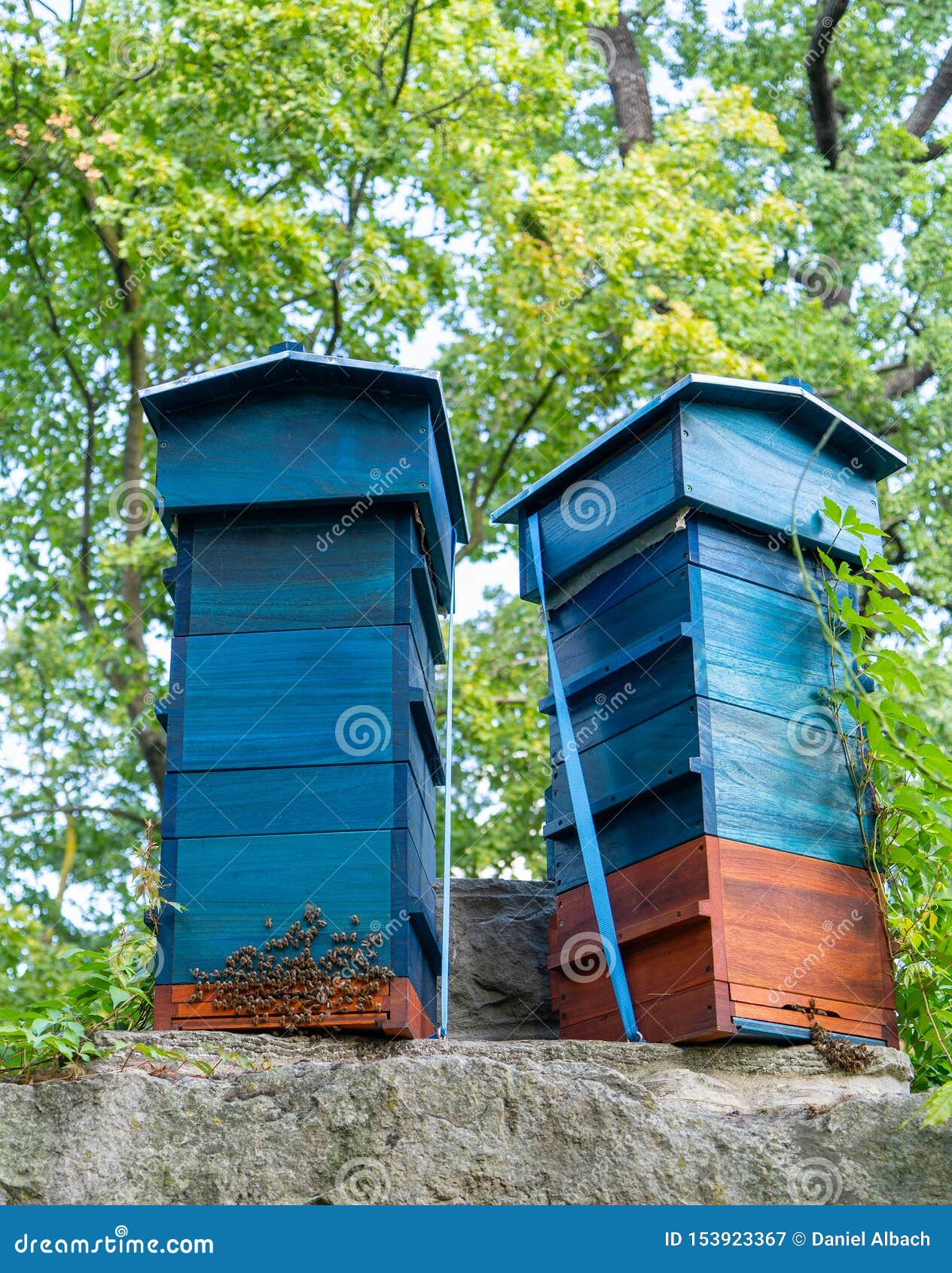 Two Blue Beehives with Bees Buzzing Stock Image - Image of agriculture ...