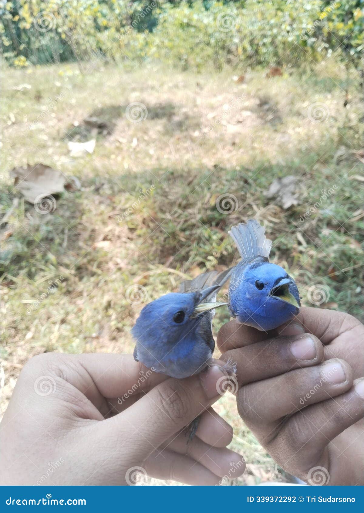 Two blue bird on hand stock photo. Image of hand, budgie - 339372292