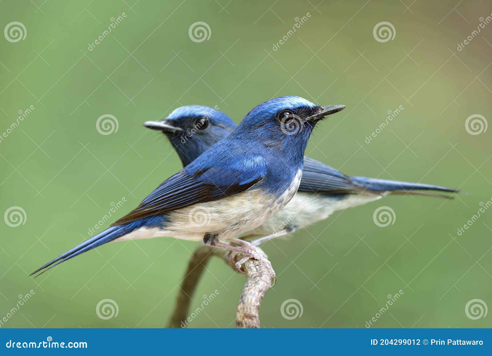 Two Blue Birds Fighting To Perch on a Thin Branch Stock Photo - Image ...