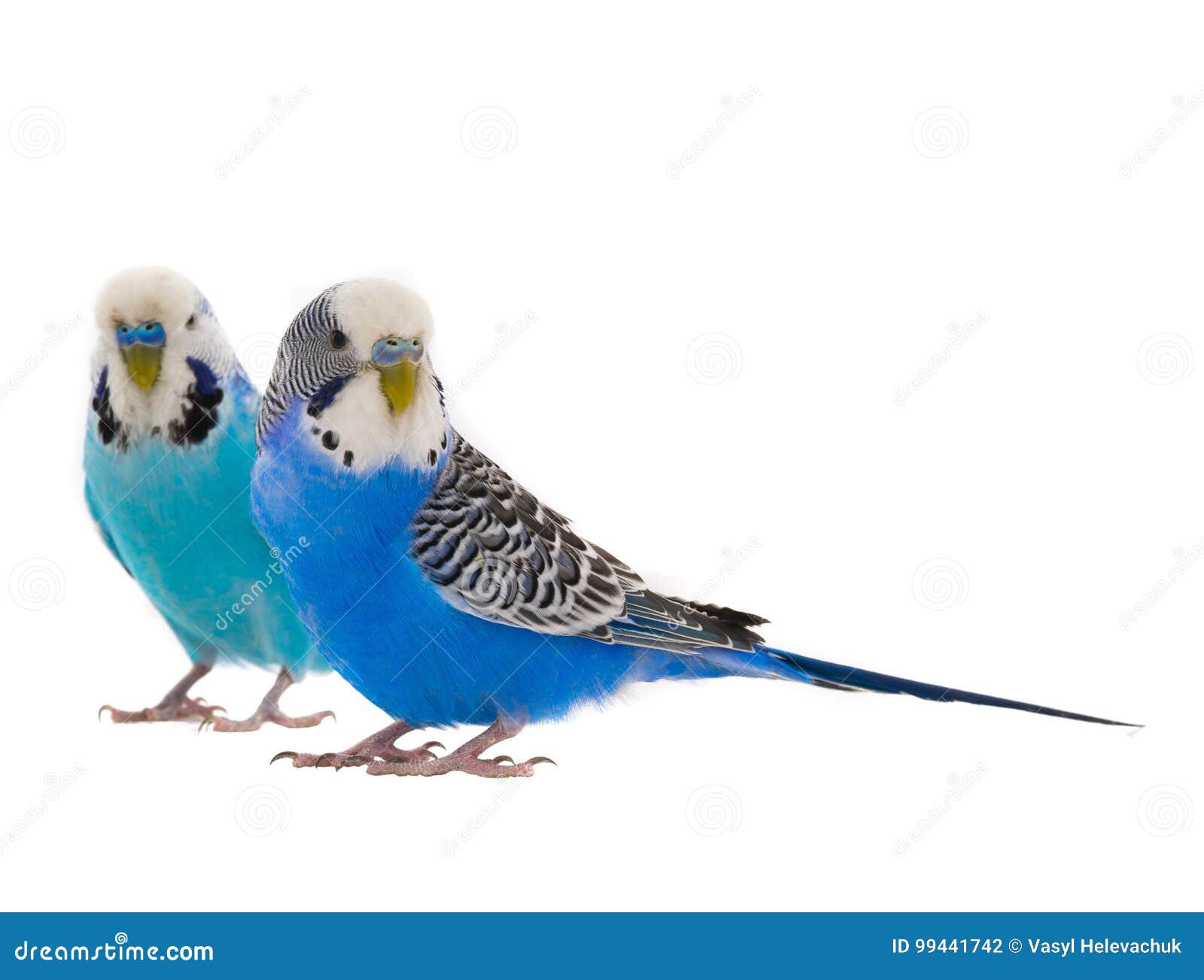 Two blue budgie stock photo. Image of parrot, bird, tropical - 99441742