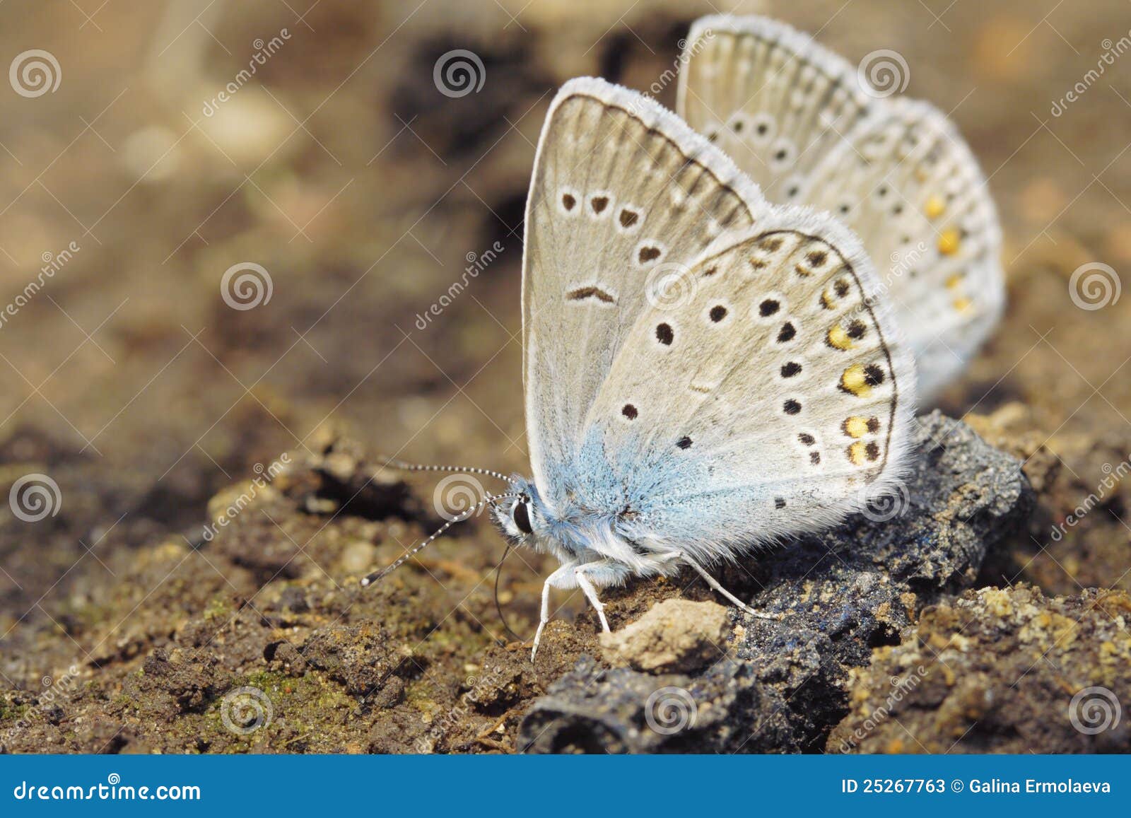 Two blue butterflies stock image. Image of animal, lepidoptera - 25267763