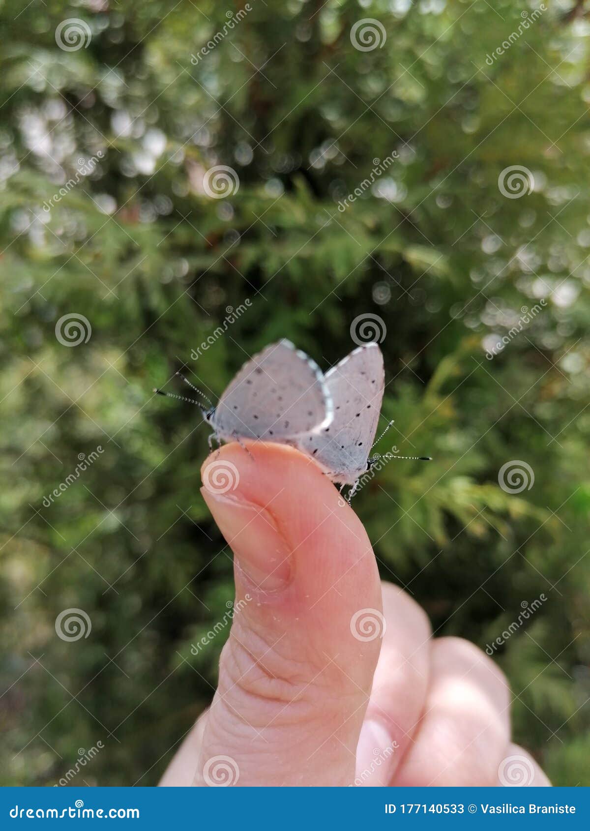 Two Blue Butterflies on the Hand Stock Image - Image of butterflies ...