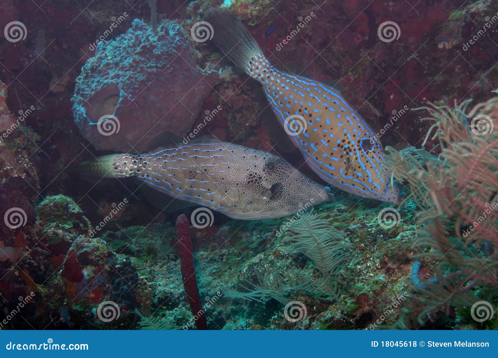 Two blue cow fish stock photo. Image of underwater, small - 18045618