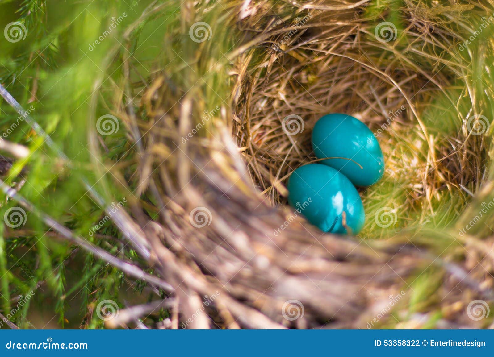 Two Blue Eggs in Nest stock photo. Image of bird, nature - 53358322
