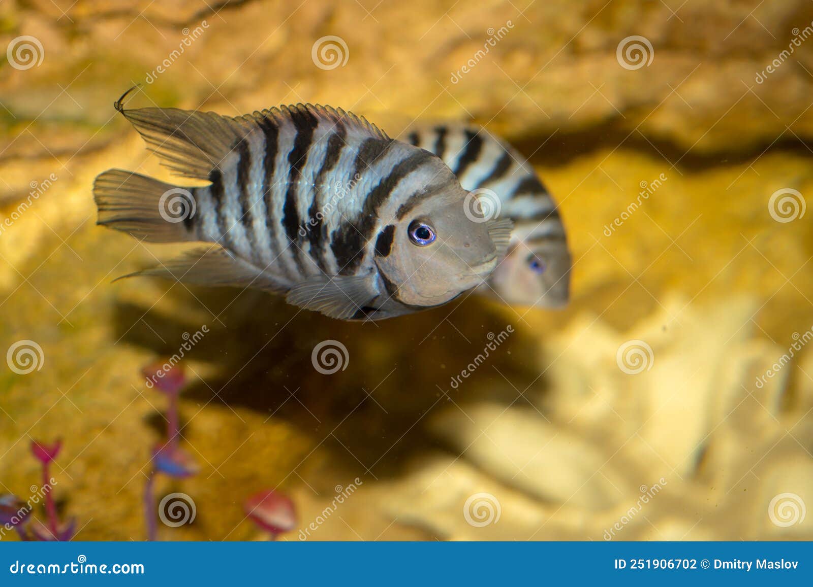 Two blue fish stock photo. Image of beauty, macro, blue - 251906702