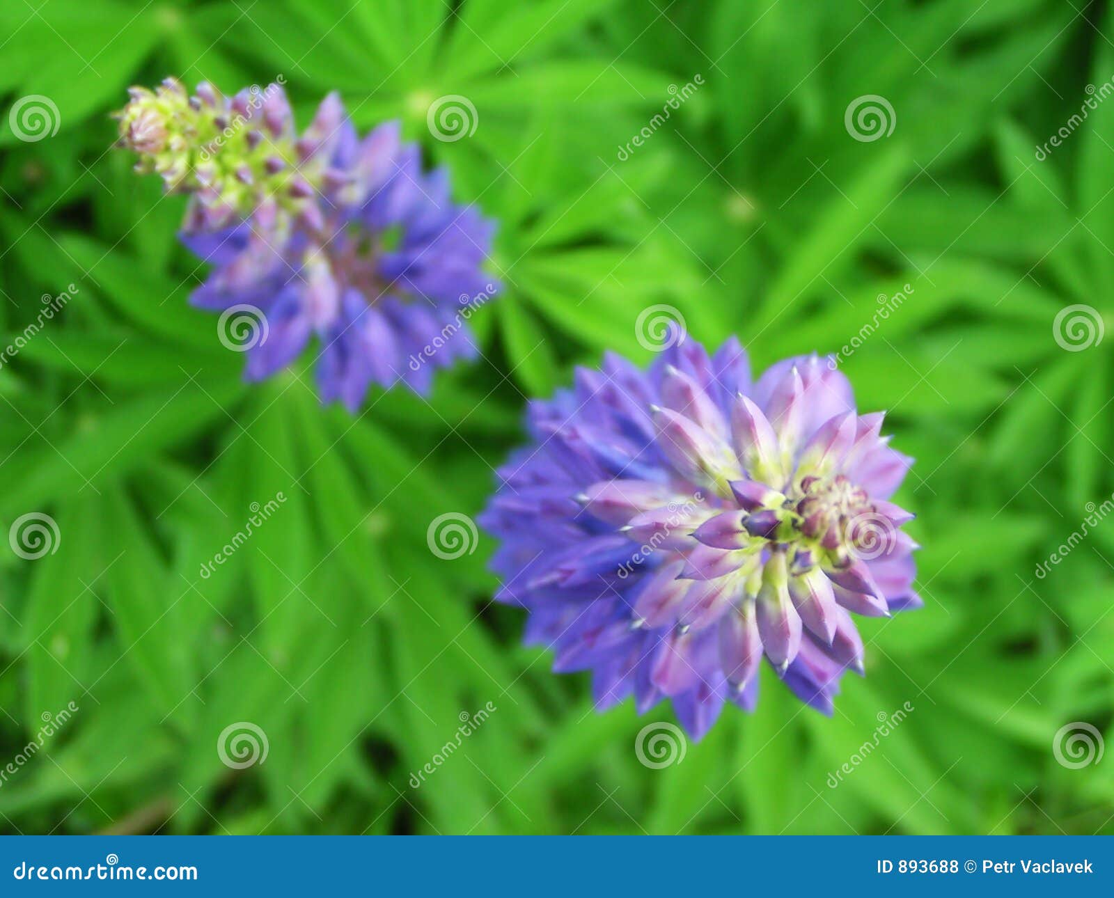 Two blue flowers stock photo. Image of background, gardening - 893688