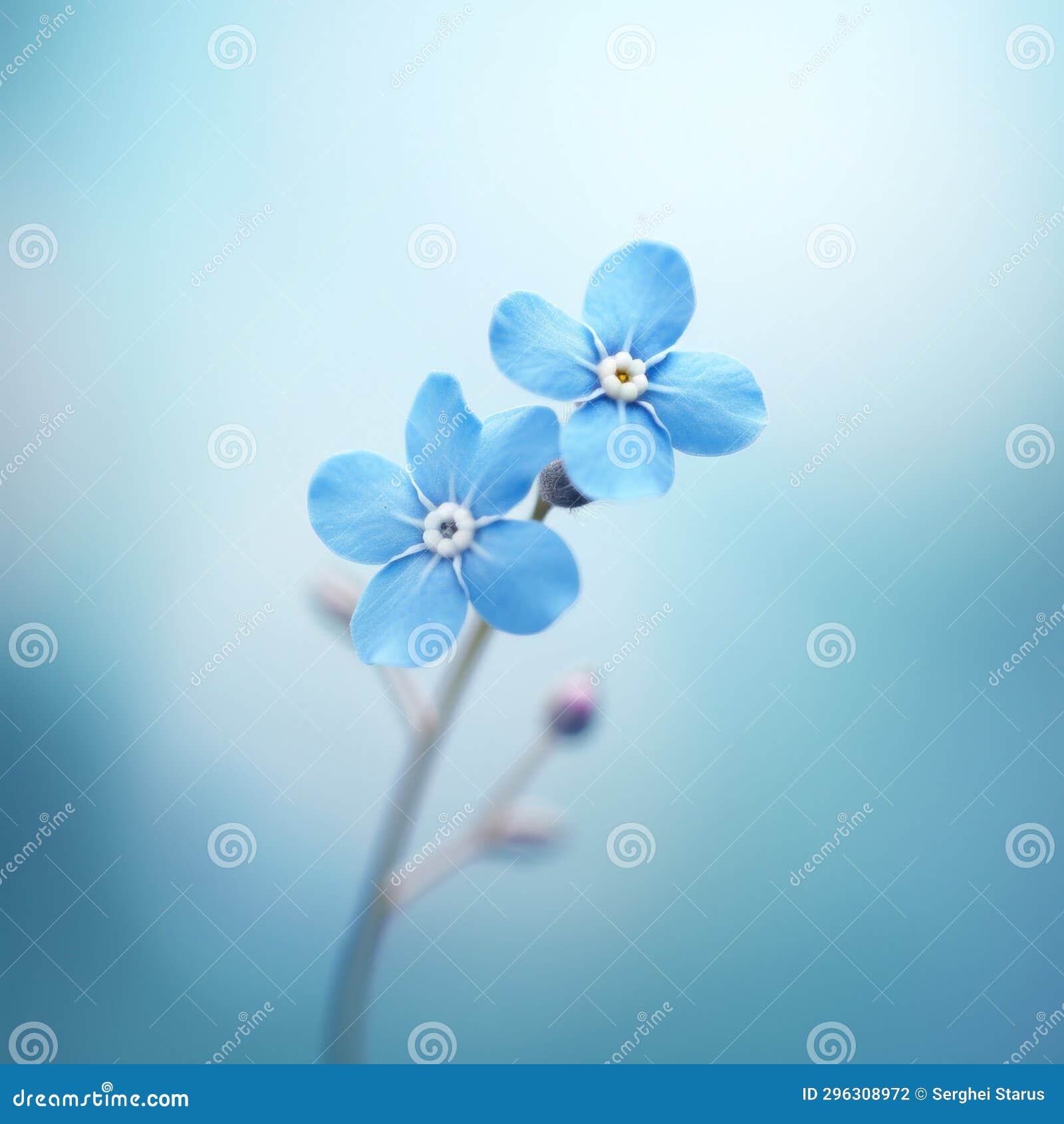 Two Blue Flowers are Growing on a Stem, AI Stock Illustration ...