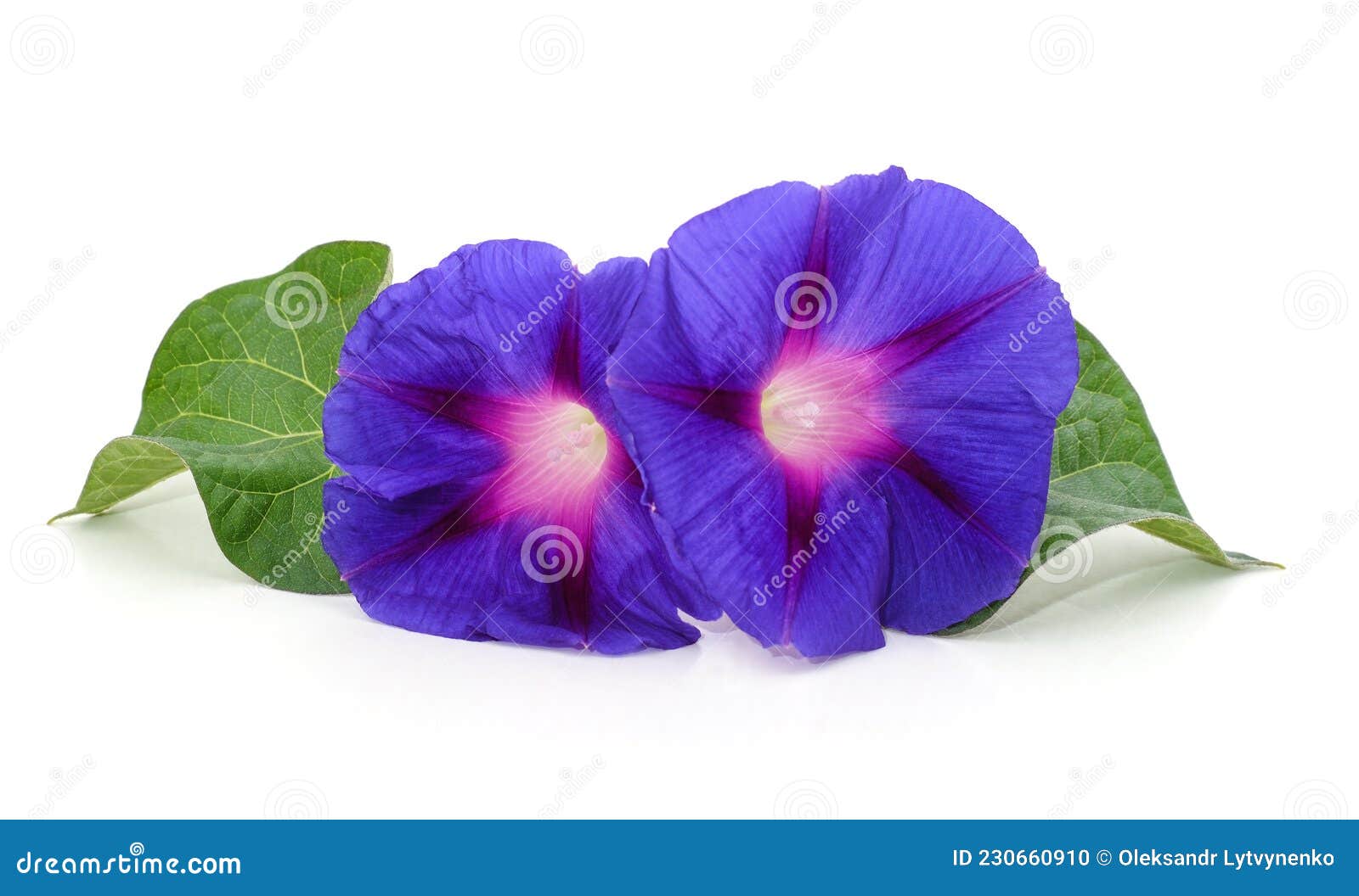 Two blue flowers stock photo. Image of bright, nature - 230660910