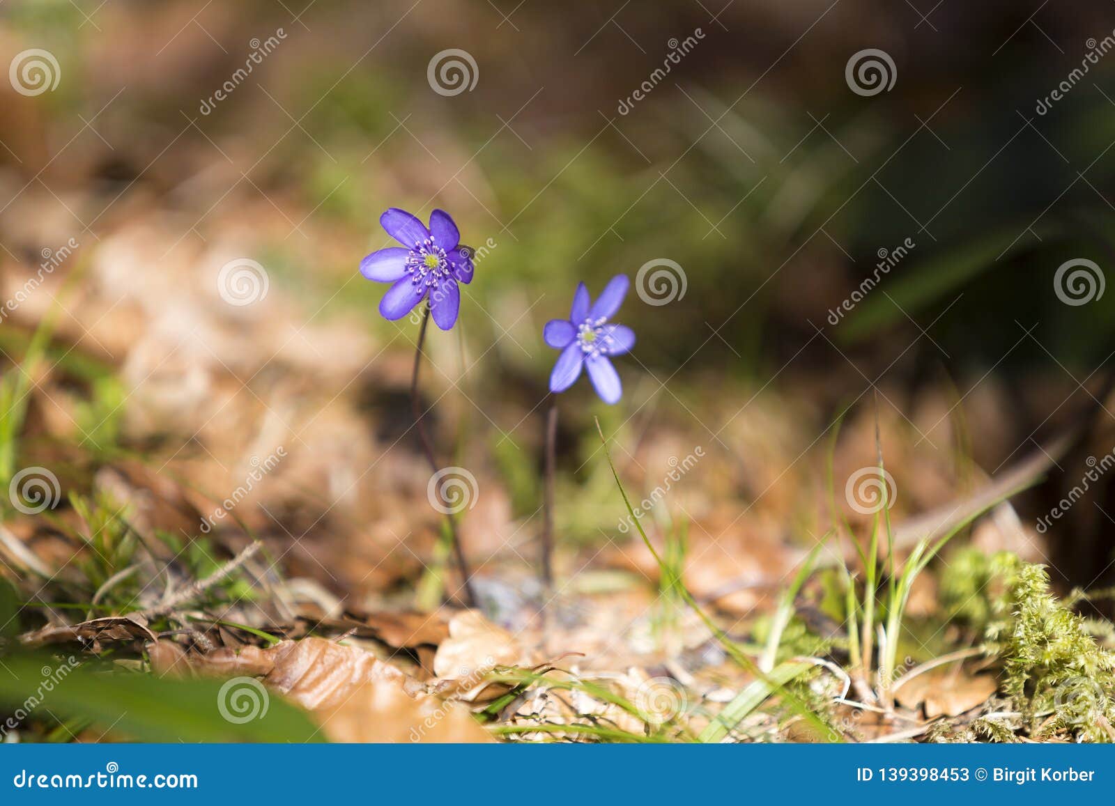 Blue Hepatica in the Forest Stock Image - Image of flourish, hepatica ...
