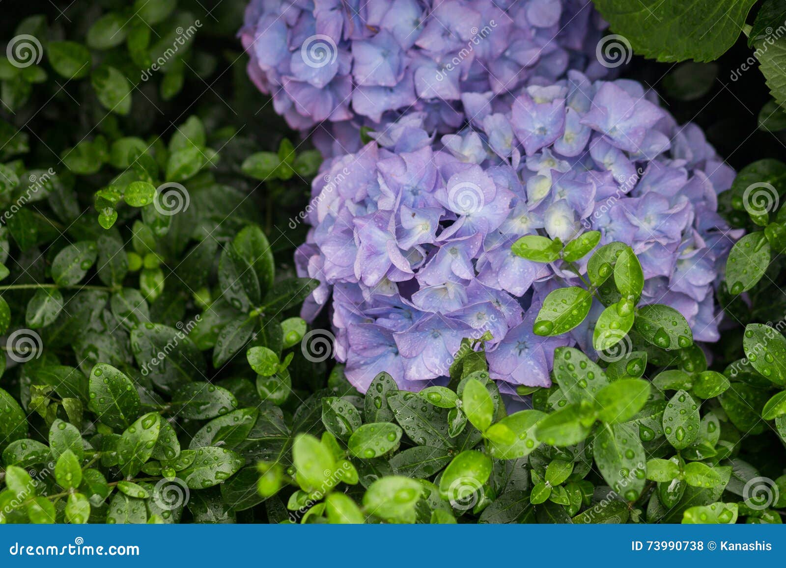 Two blue hydrangeas stock photo. Image of fresh, decoration - 73990738