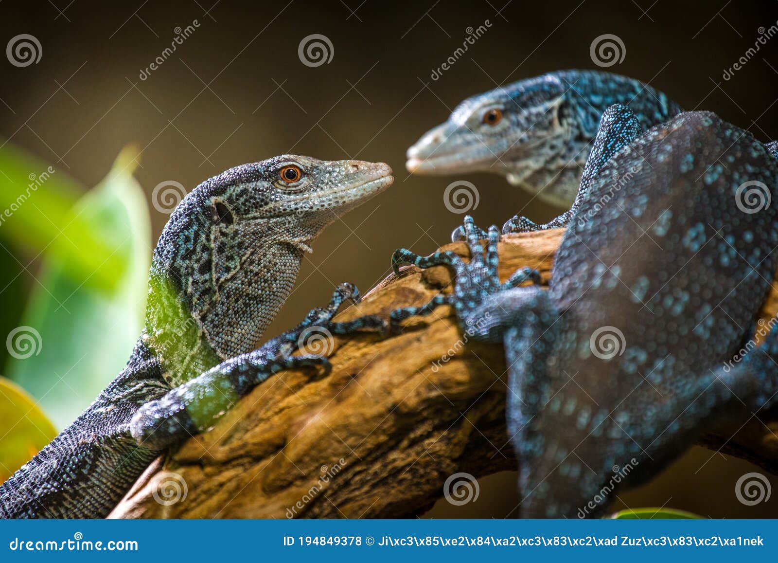 Two blue lizard makes love stock photo. Image of animal - 194849378