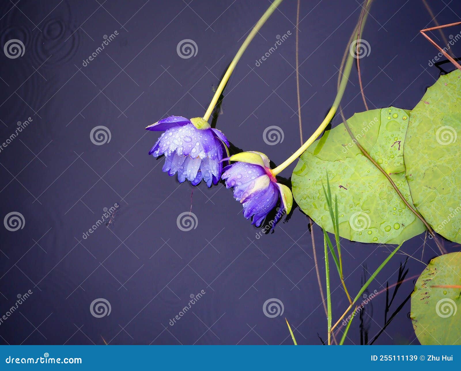 Two blue lotus stock image. Image of lying, branch, yellow - 255111139