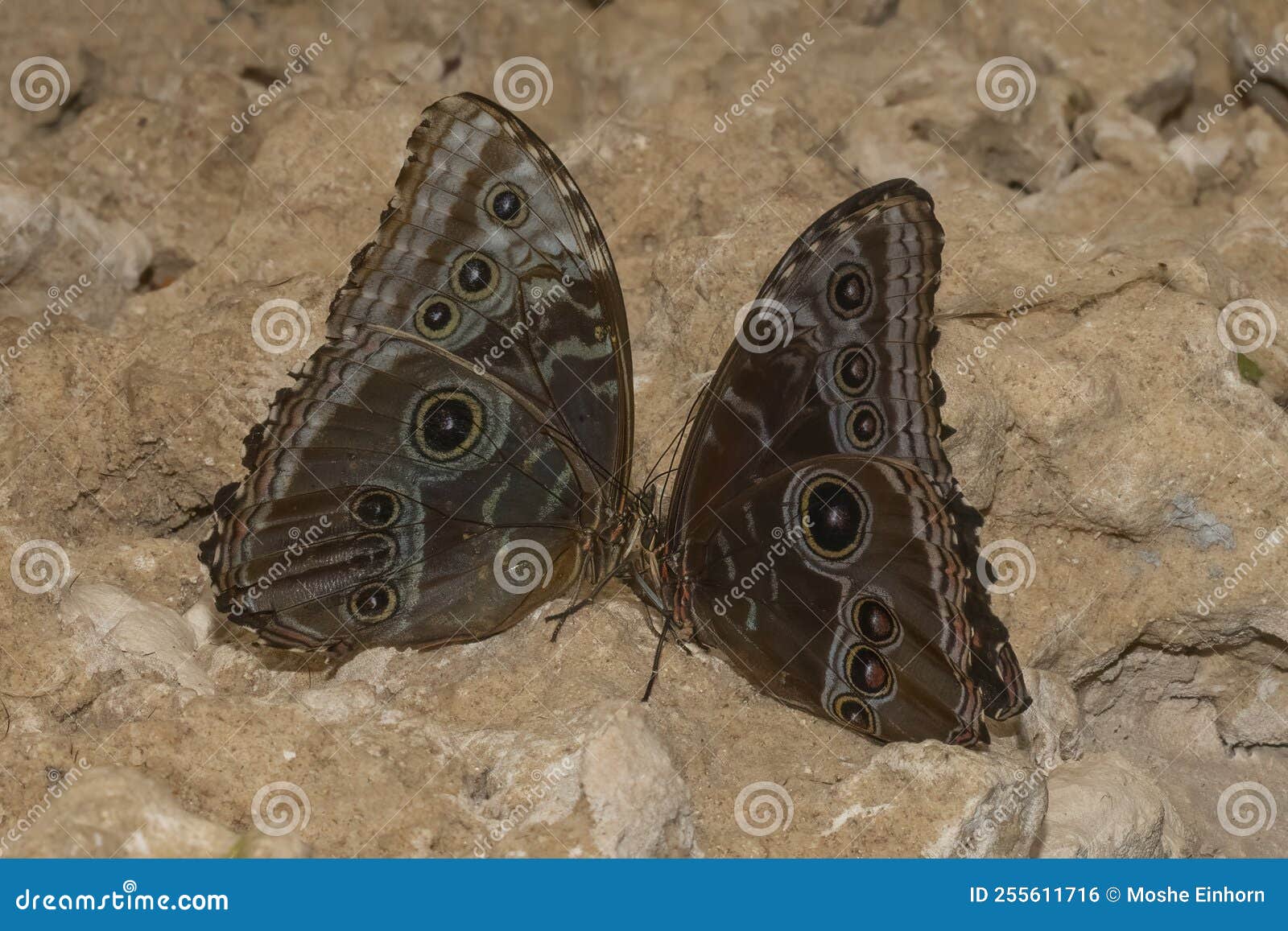 Two Blue Morpho Butterflies Stock Photo - Image of tropical, colours ...