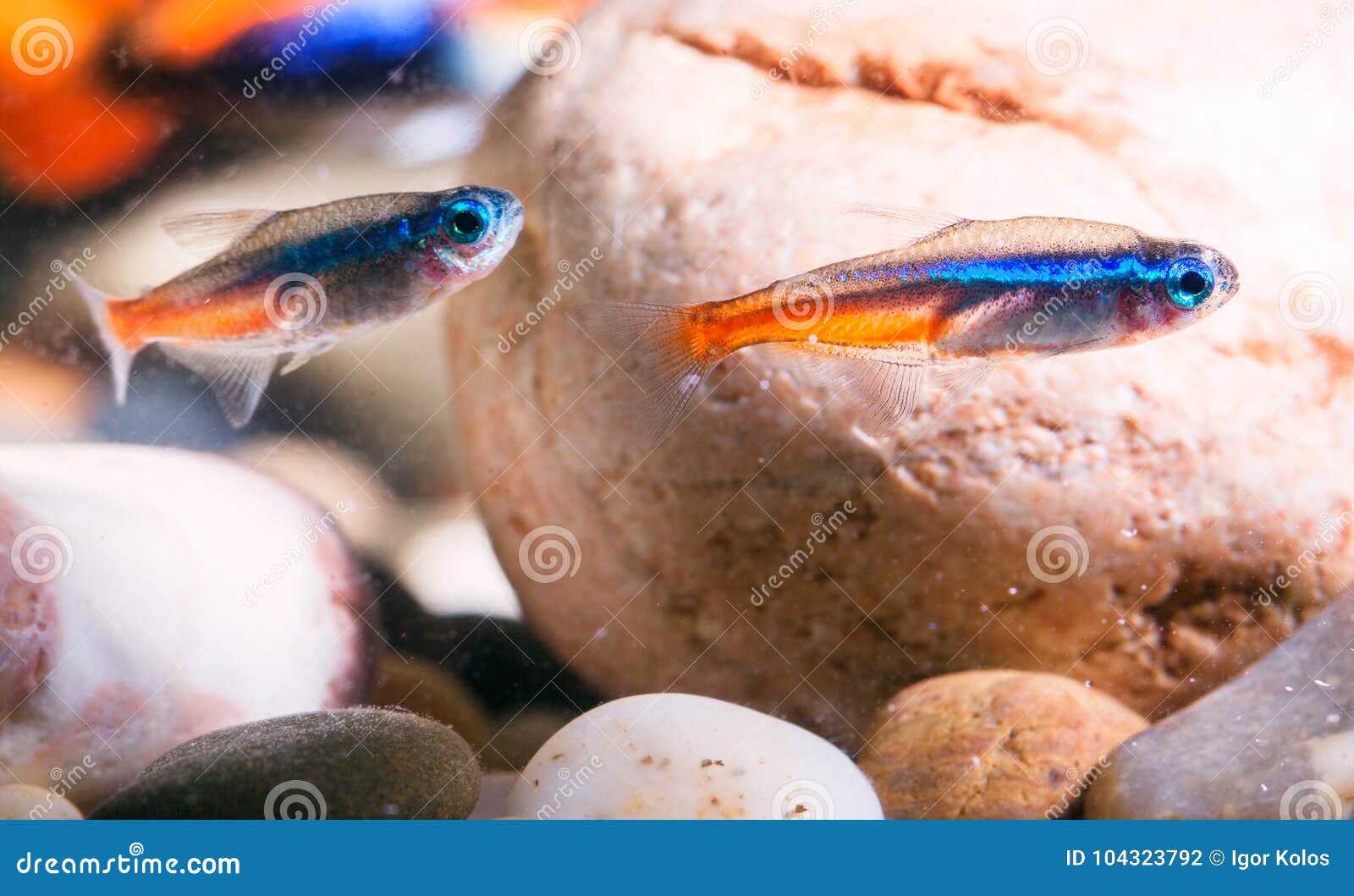 Neonfish in aquarium stock photo. Image of goldfish - 104323792