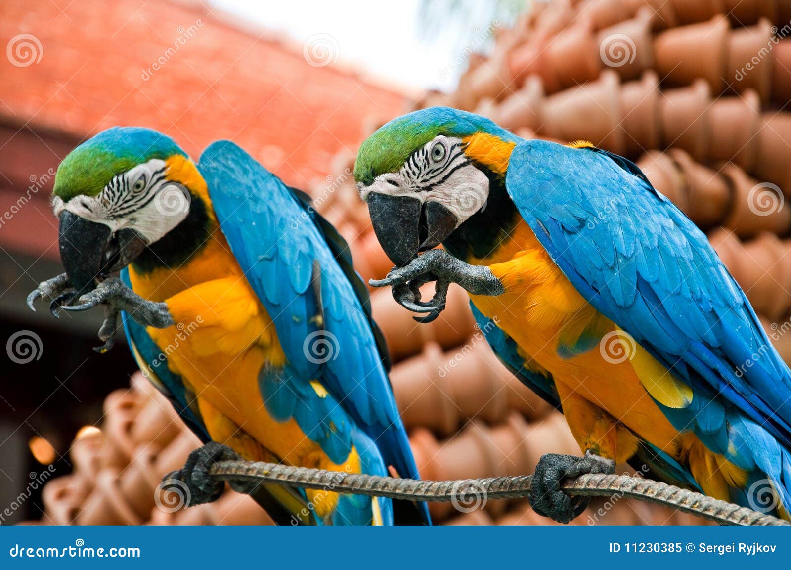 Two blue parrots stock image. Image of look, hawaii, hana - 11230385