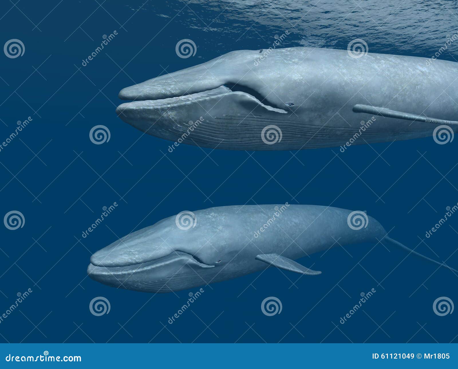 Blue Whale Isolated. Large Mammal Under Water. Vector Illustration ...