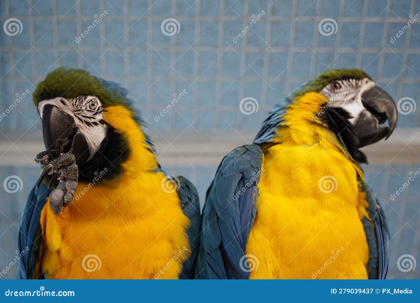 Two Blue and Yellow Macaws - Close-up Stock Image - Image of parrot ...