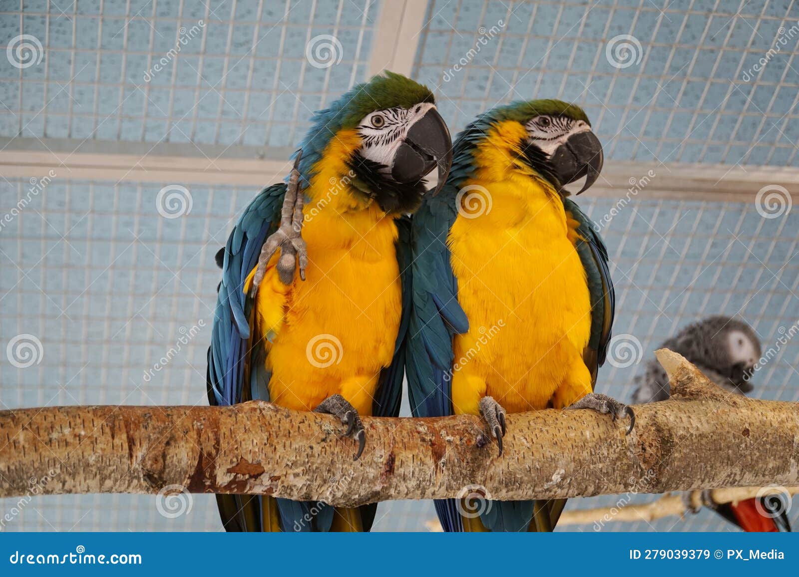 Two Blue and Yellow Macaws Perching on a Branch Stock Image - Image of ...