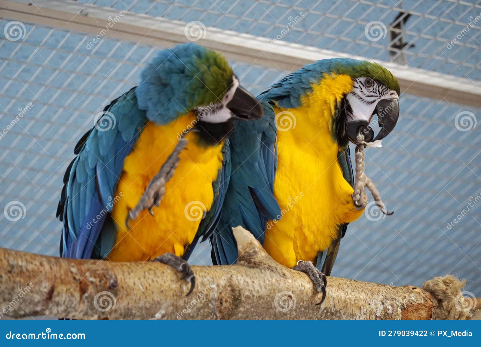 Two Blue and Yellow Macaws Perching on a Branch Stock Photo - Image of ...