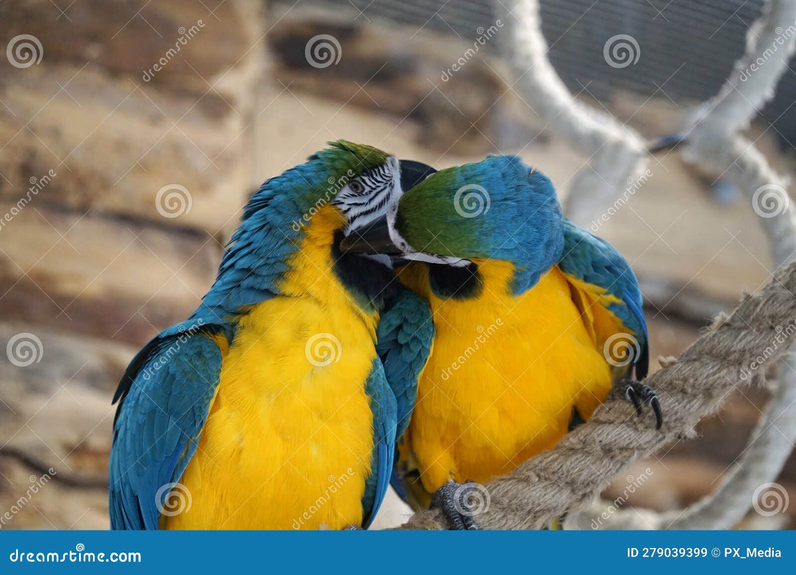 Blue and Yellow Macaws Perching on a Rope Stock Image - Image of ...
