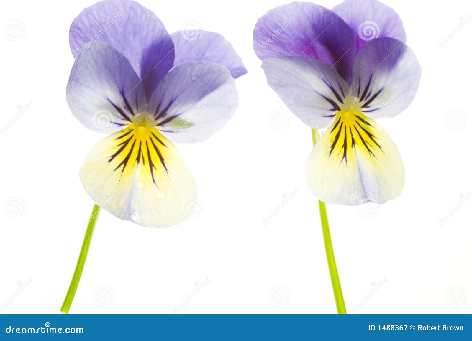 Love Pair Background Lines Stock Photos - Free & Royalty-Free Stock ...