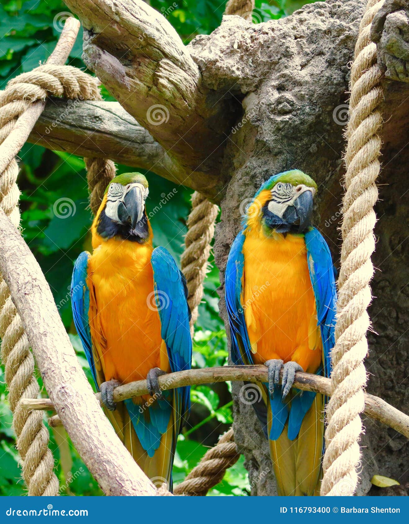 Parrots together stock photo. Image of parrots, yellow - 116793400