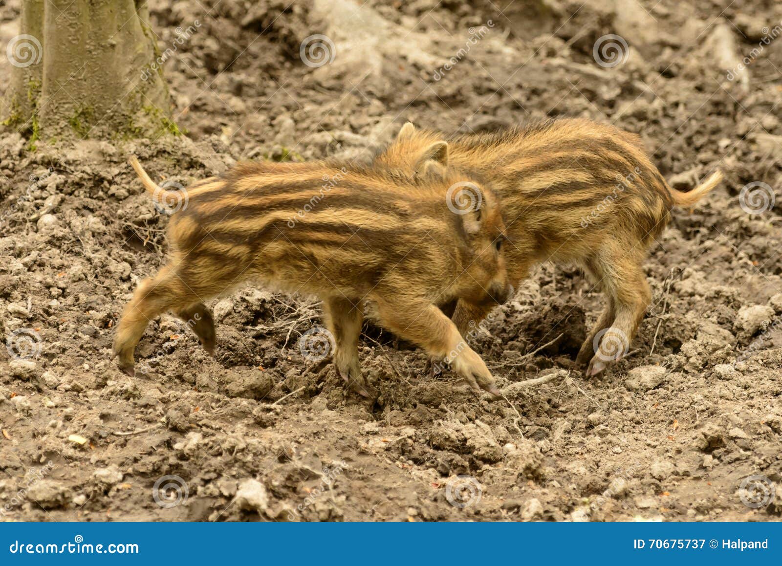 Two Boar Cubs Playing in City Park, Stuttgart Stock Image - Image of ...