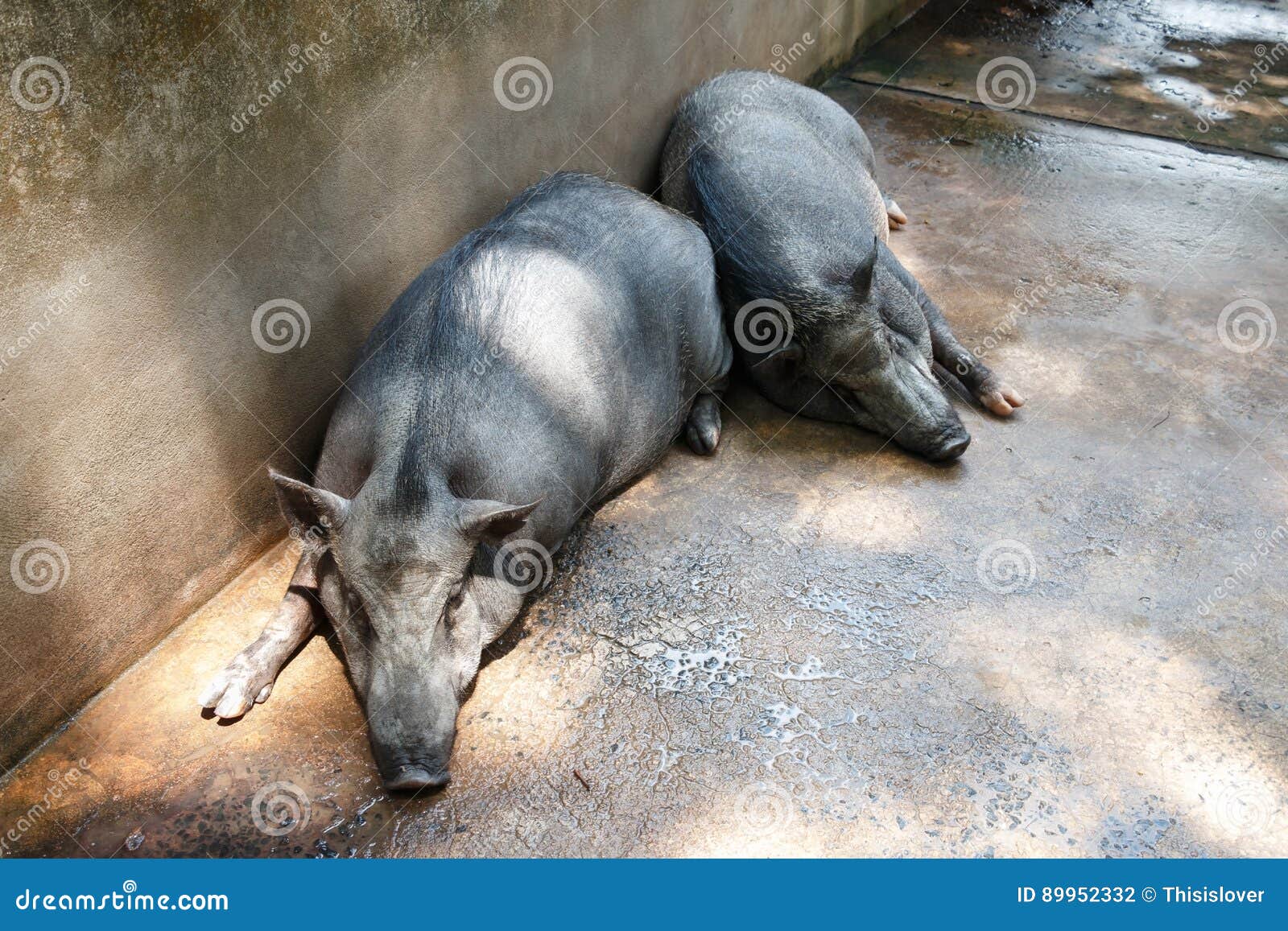 Two boars sleeping. stock photo. Image of closeup, floor - 89952332
