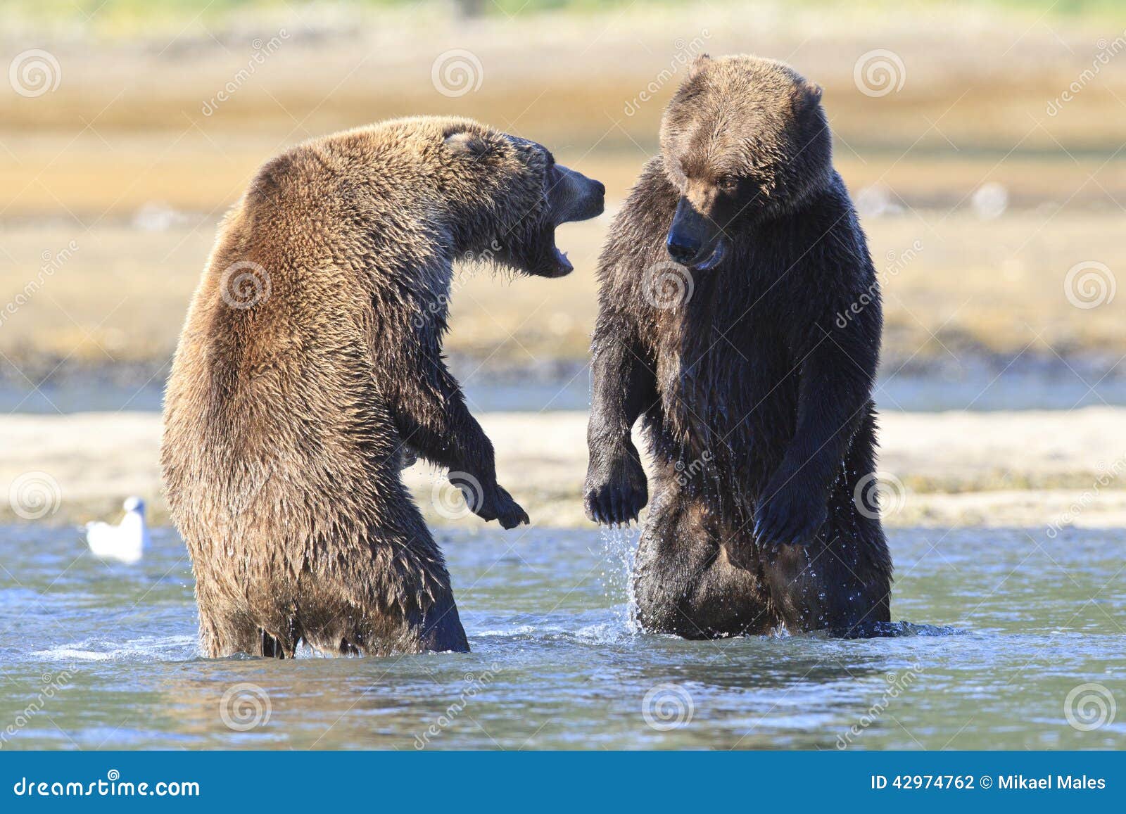 Two Boars Standing on Back Legs Facing Off Stock Photo - Image of ...
