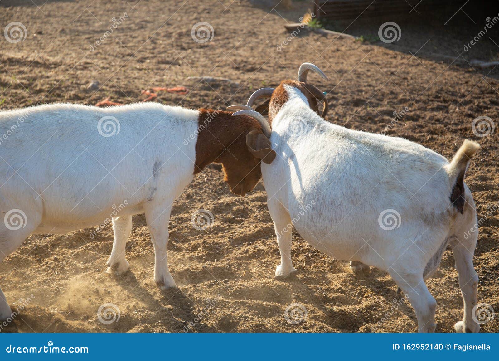 Two Boer Goats Fighting, Head Against Head Stock Photo - Image of goat ...