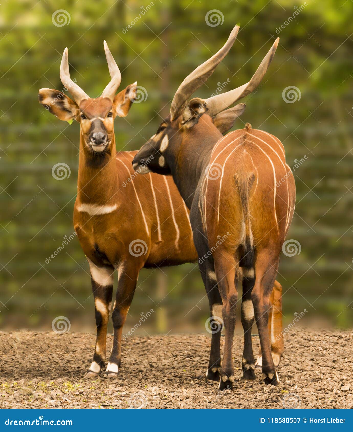 Two Bongos Tragelaphus Eurycerus Stock Image - Image of breeding, bongo ...