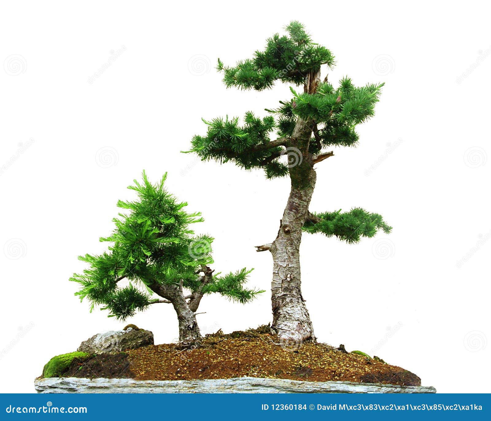 Two bonsai stock photo. Image of market, organic, pine - 12360184
