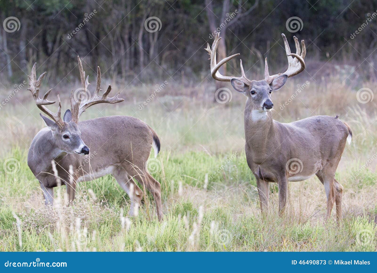 Two Boone and Crockett Whitetail Bucks Stock Image - Image of wildlife ...