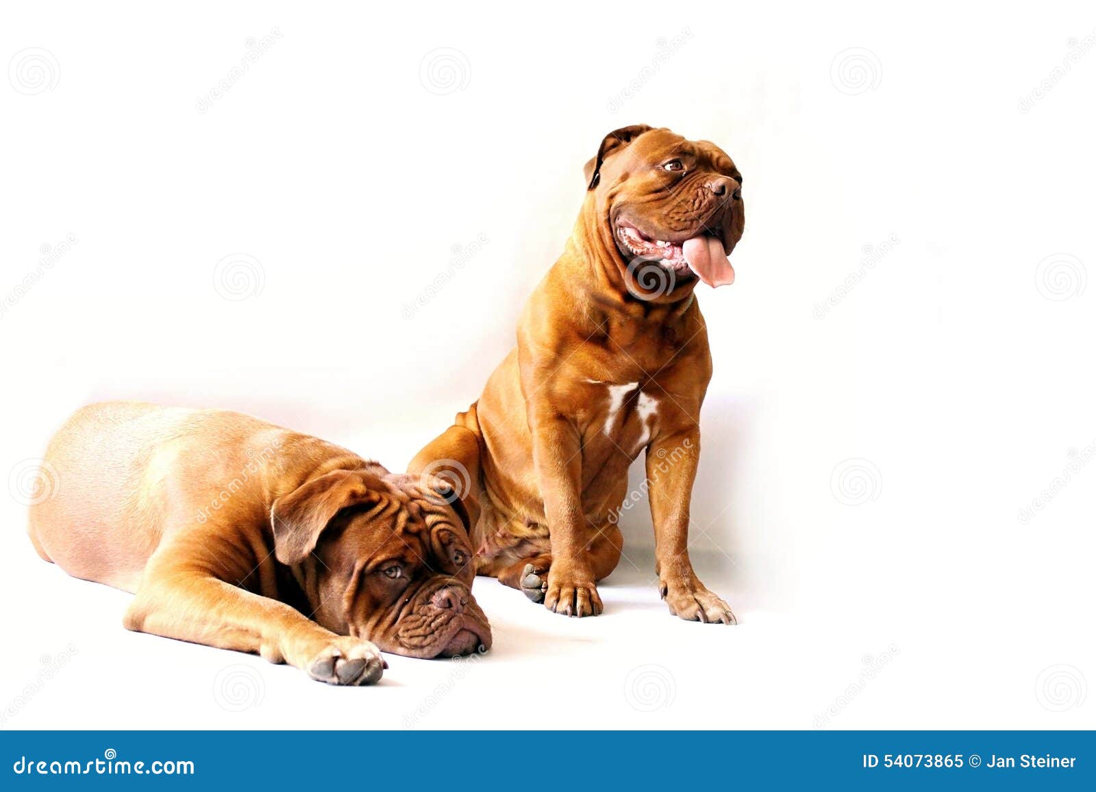 Two Bordeaux mastiff stock image. Image of water, friend - 54073865