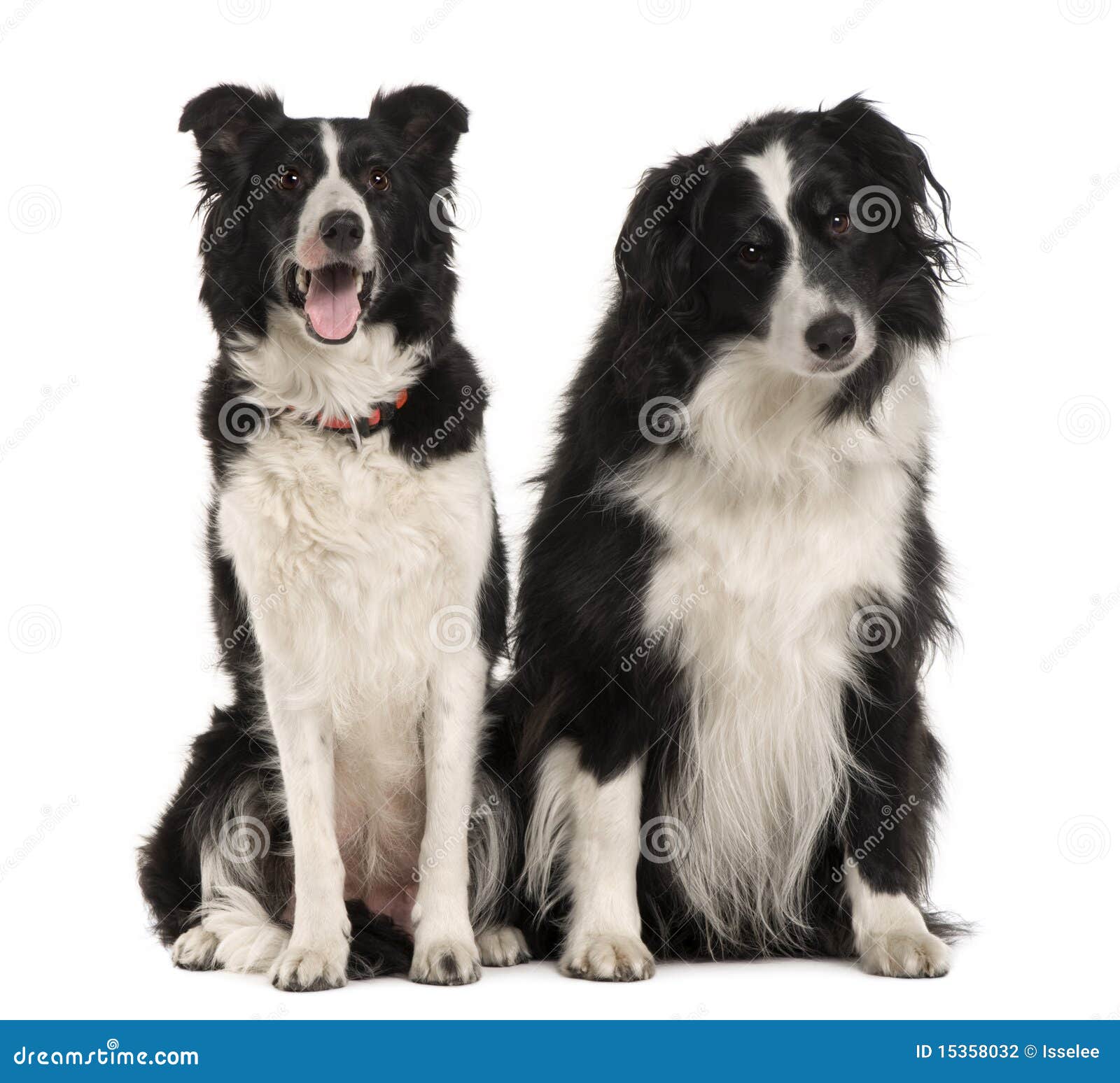 Is It Better To Have Two Border Collies