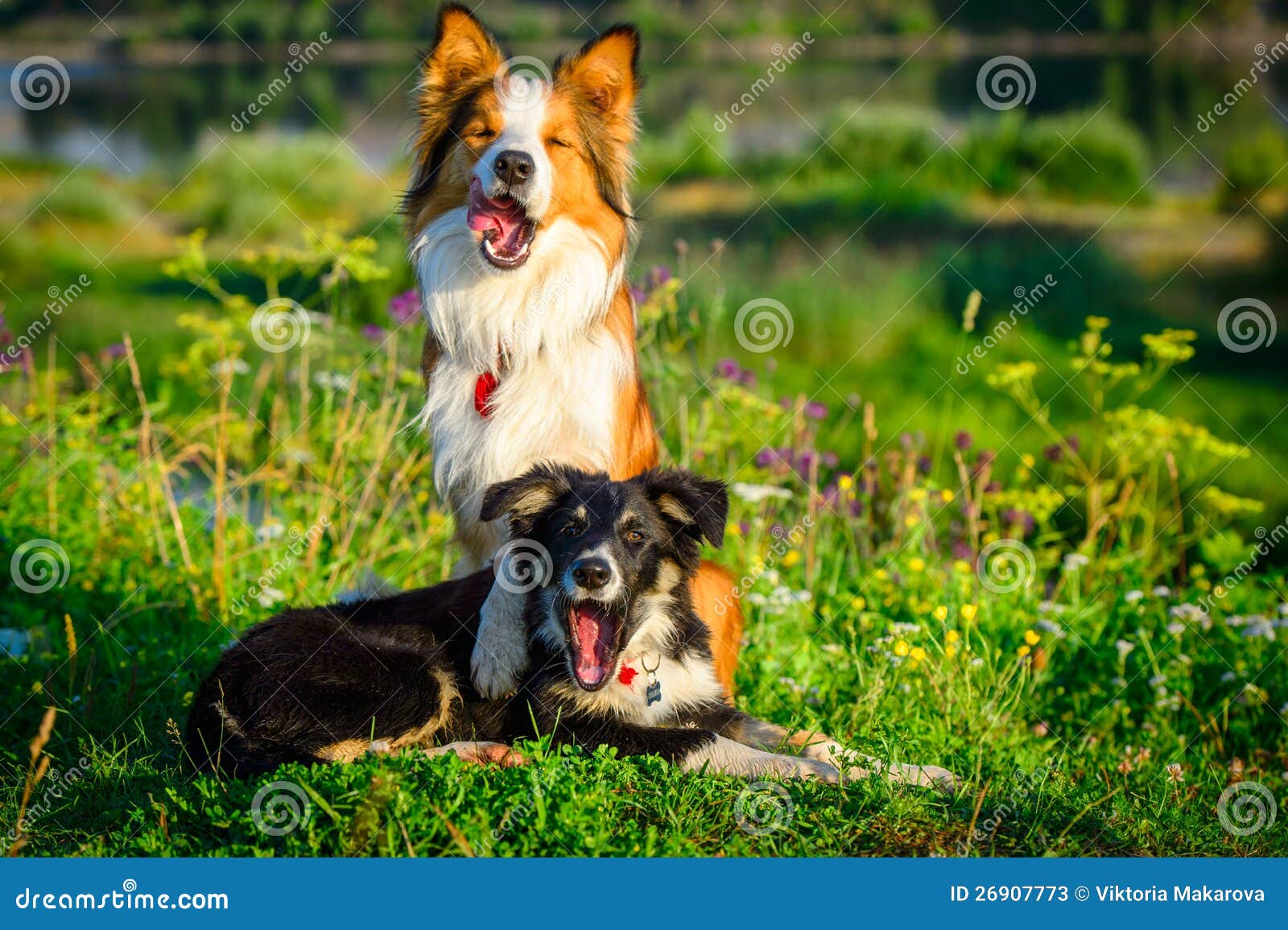 Two Border Collie Dogs in the Morning Stock Image - Image of horizontal ...