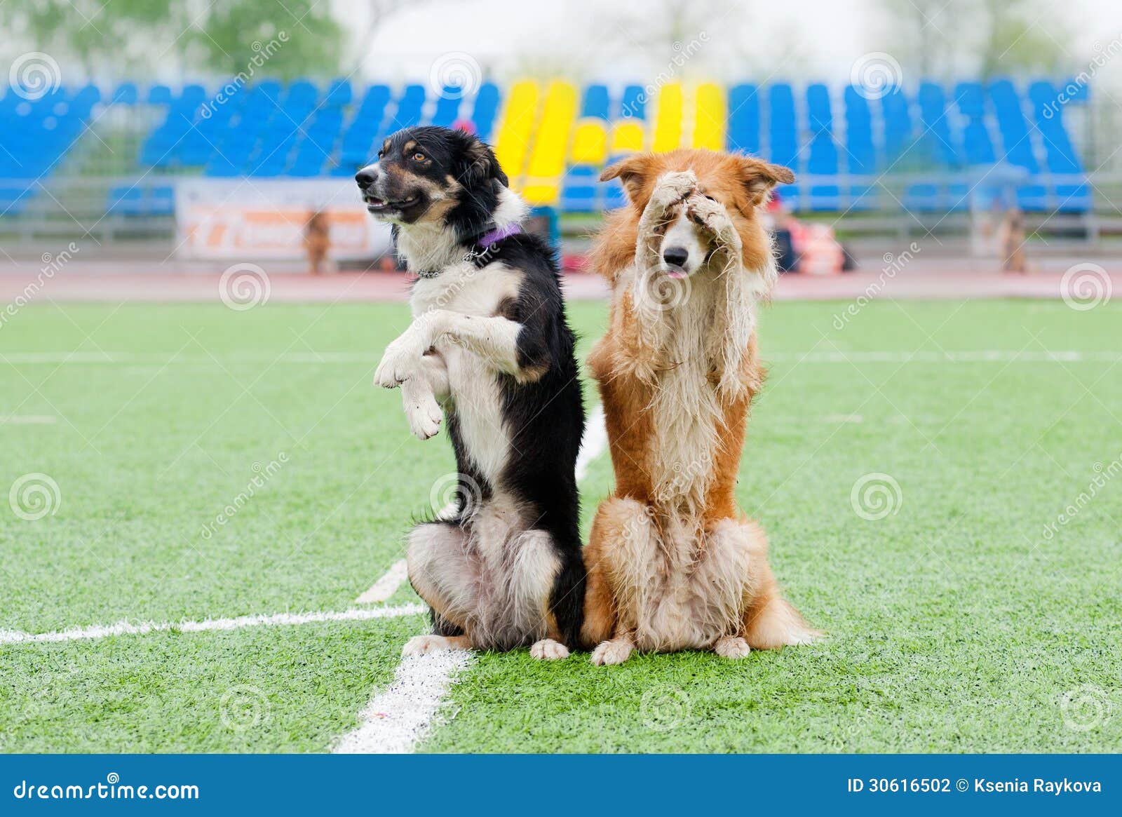 Two Border Collie Dogs Show Trick Stock Photo - Image of love, park ...