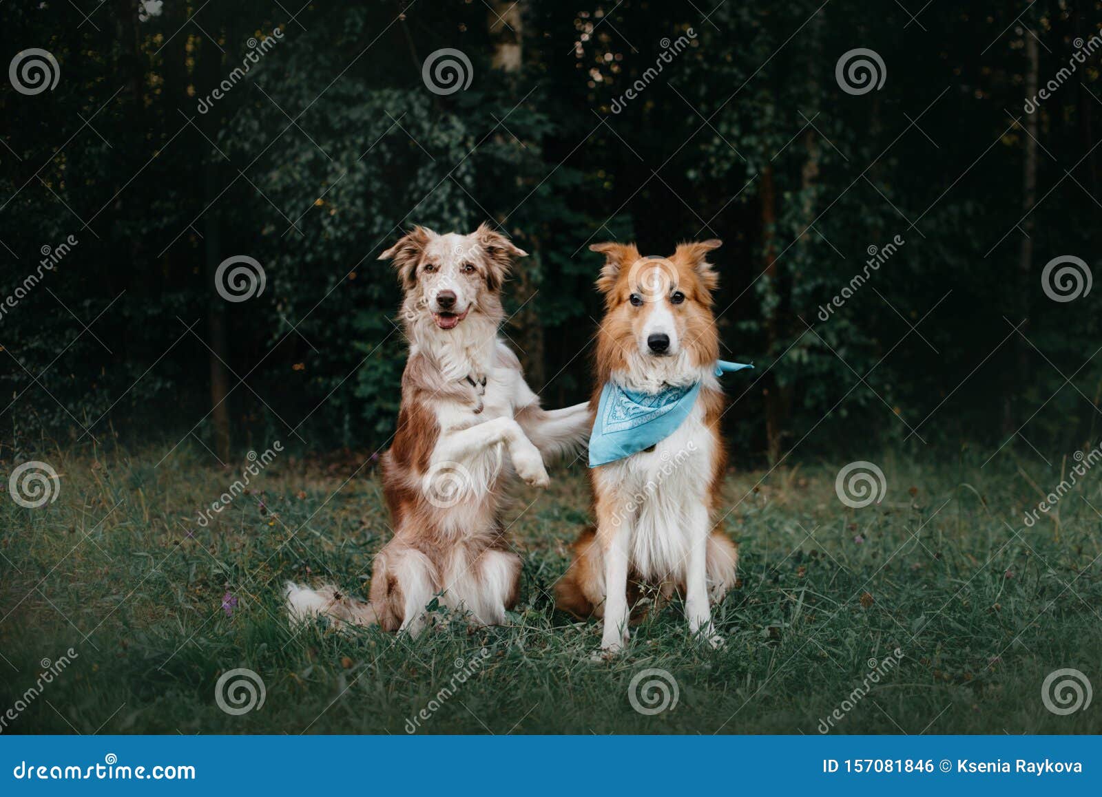 Two Border Collie Dogs Sit in Embracing One Another Stock Photo - Image ...