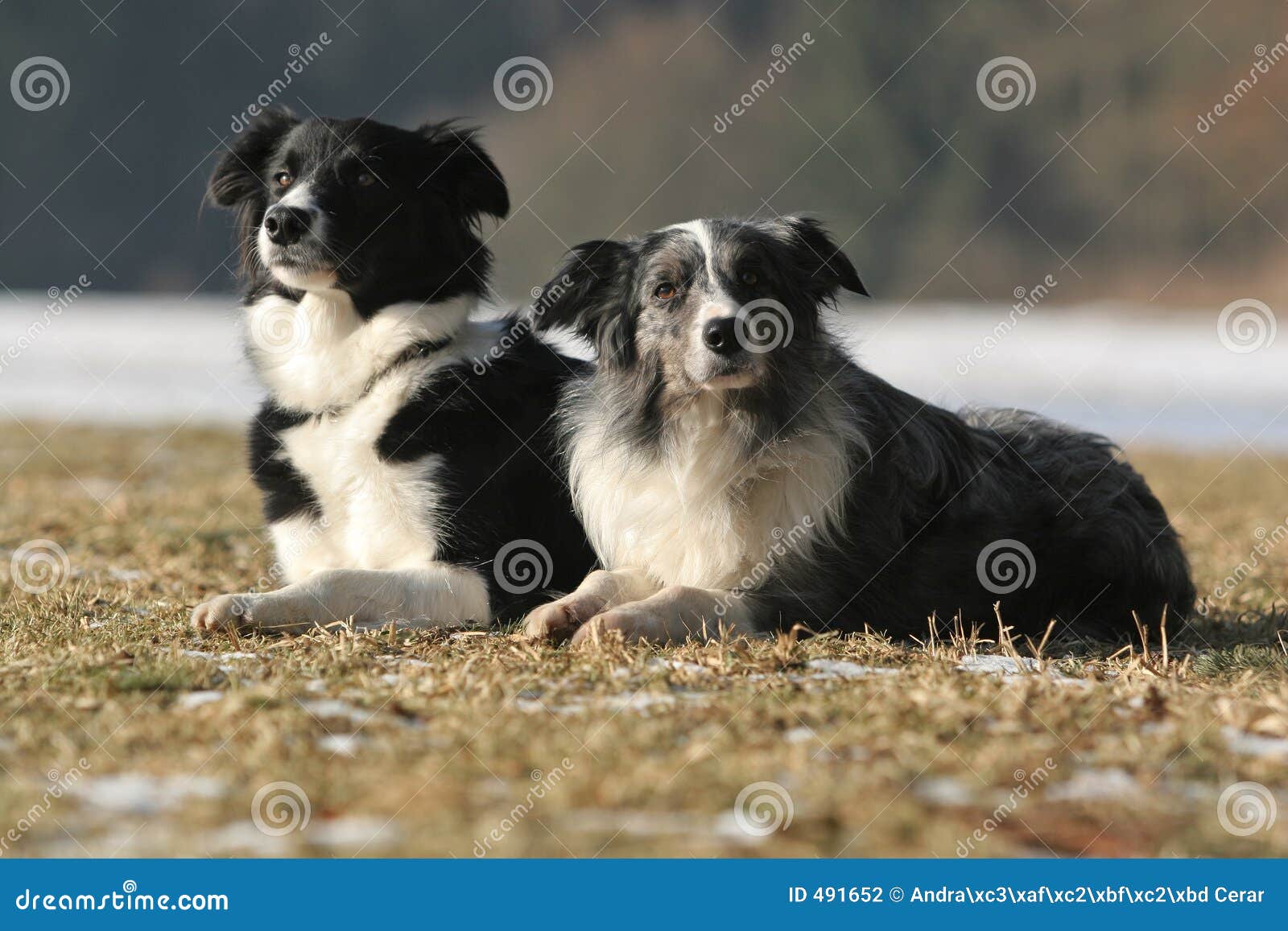 Border Collies Stock Photo | CartoonDealer.com #31383270