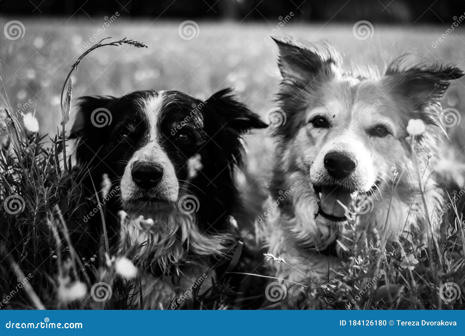 Two Border Collies, Black and White Photo Stock Photo - Image of ...