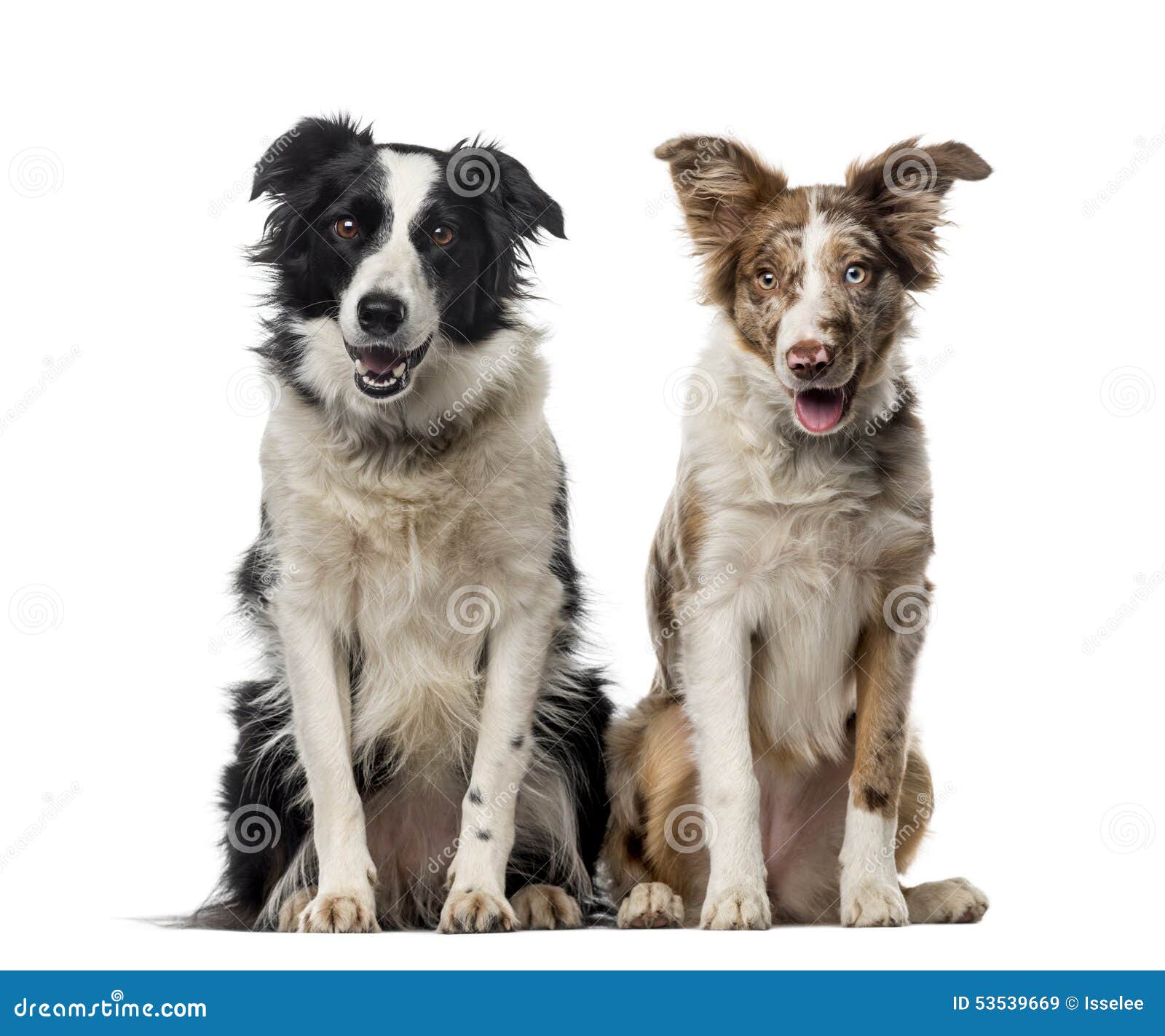 Two Border Collies in Front of a White Background Stock Image - Image ...