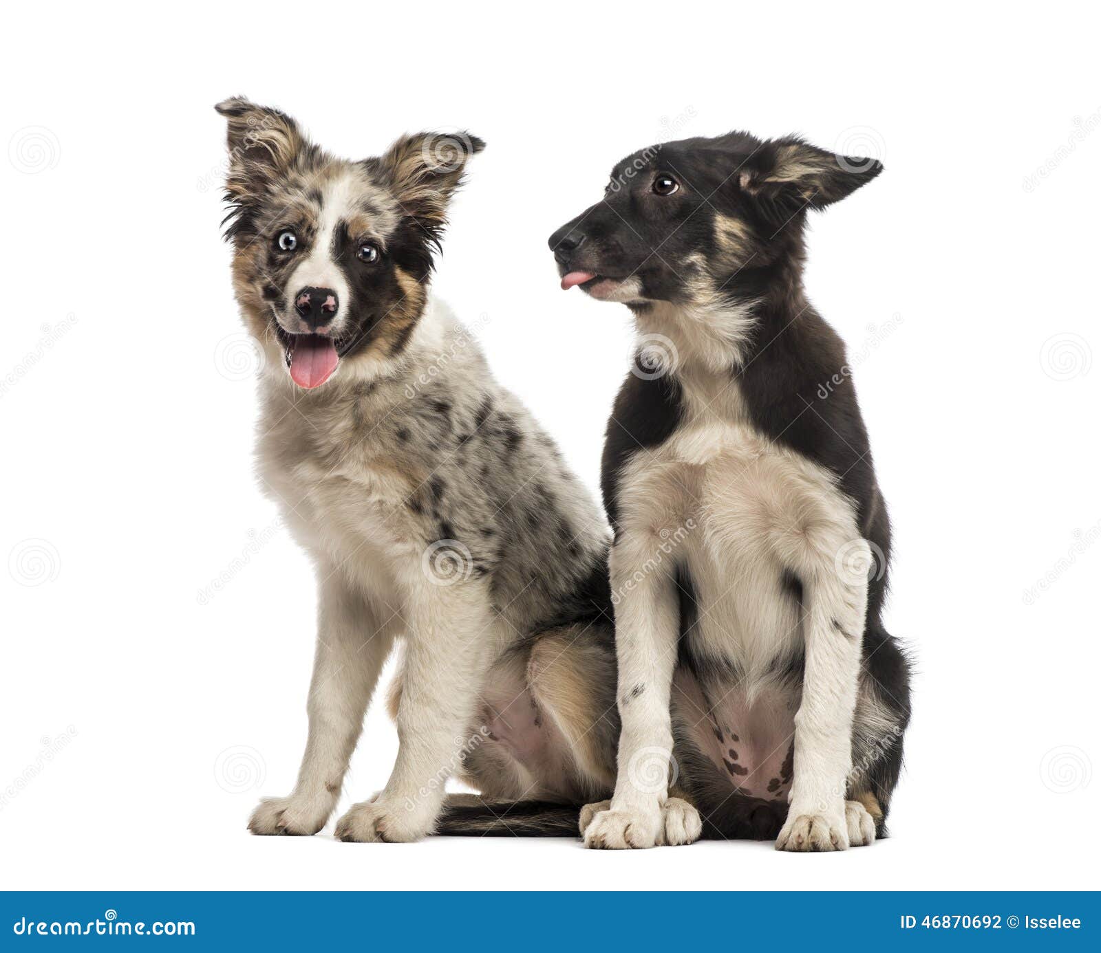 Two Border collies stock photo. Image of animal, sitting - 46870692
