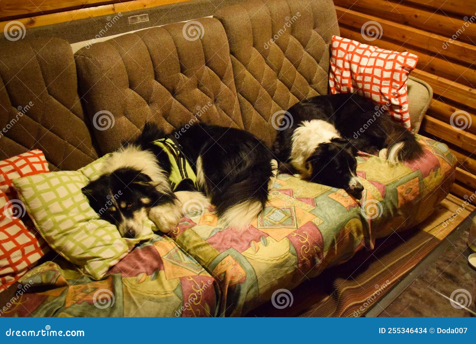 Two Border Collies are Sleeping on Sofa. Stock Photo - Image of animal ...