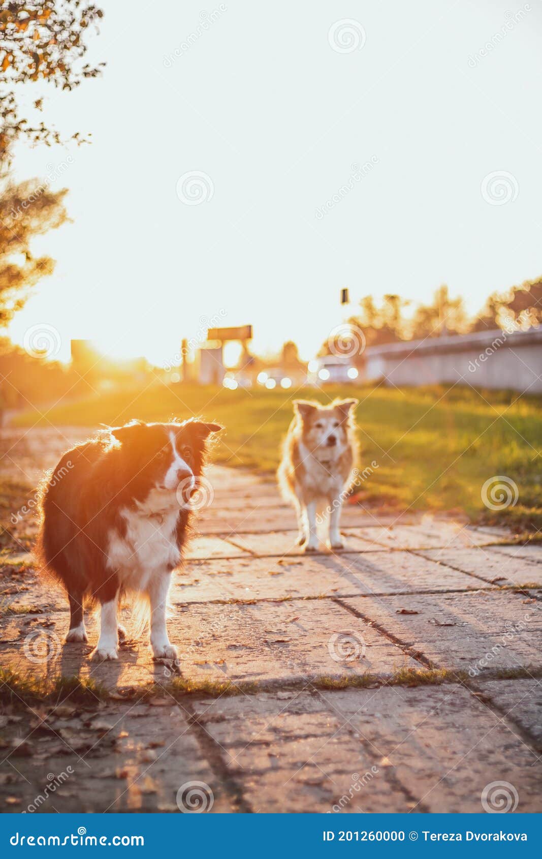 Two Border Collies at Sunset. Yellow Backlight Stock Photo - Image of ...