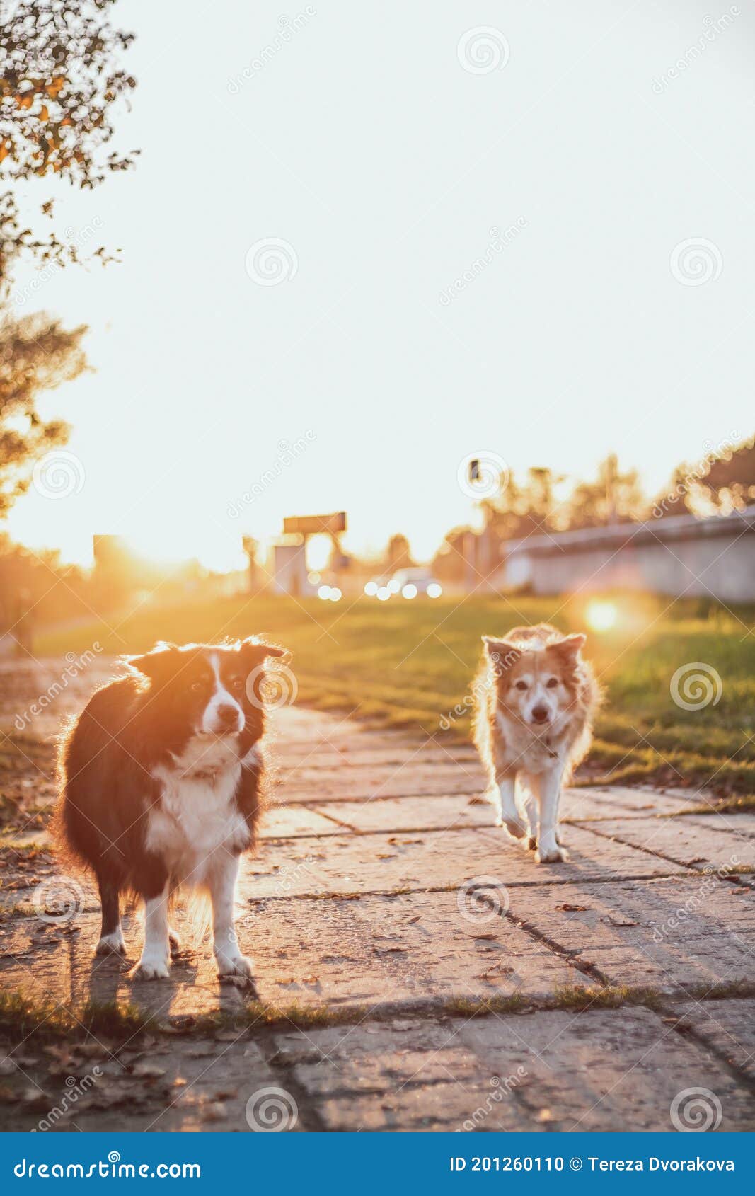 Two Border Collies at Sunset. Yellow Backlight Stock Photo - Image of ...