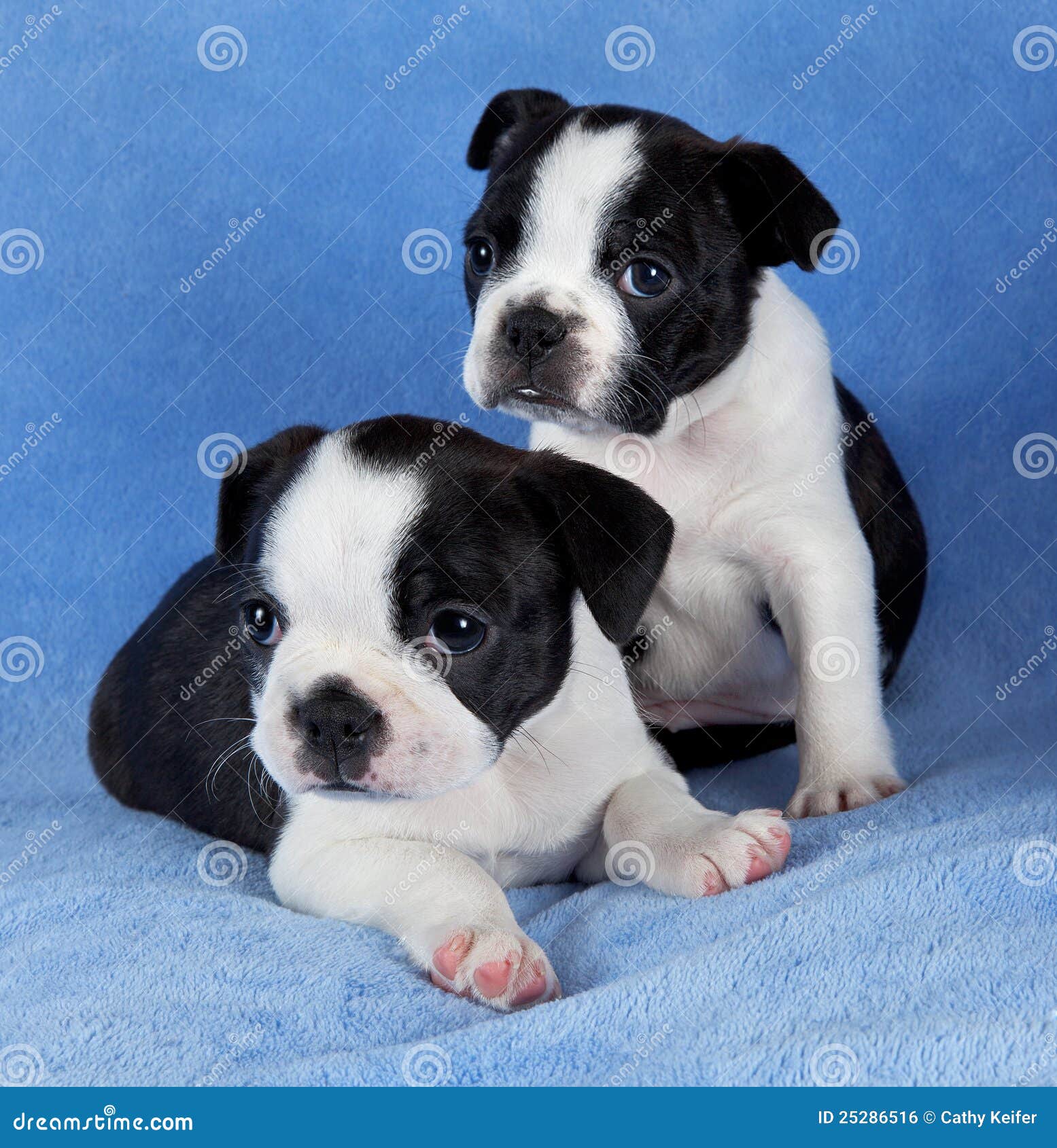 Two Boston Terrier Littermates Stock Photo - Image of precious ...