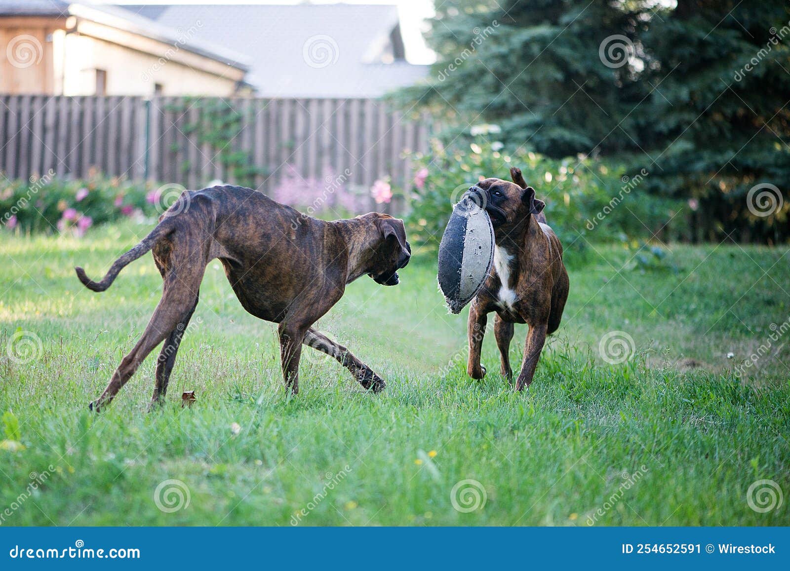 Two Boxer Breed Dogs Playing with an Old Ball in the Yard Stock Image ...