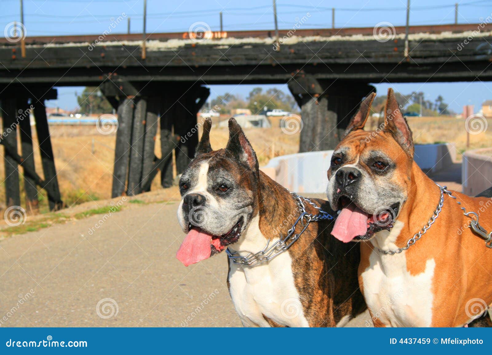 Two Boxer Dogs stock image. Image of brown, guard, outdoors - 4437459