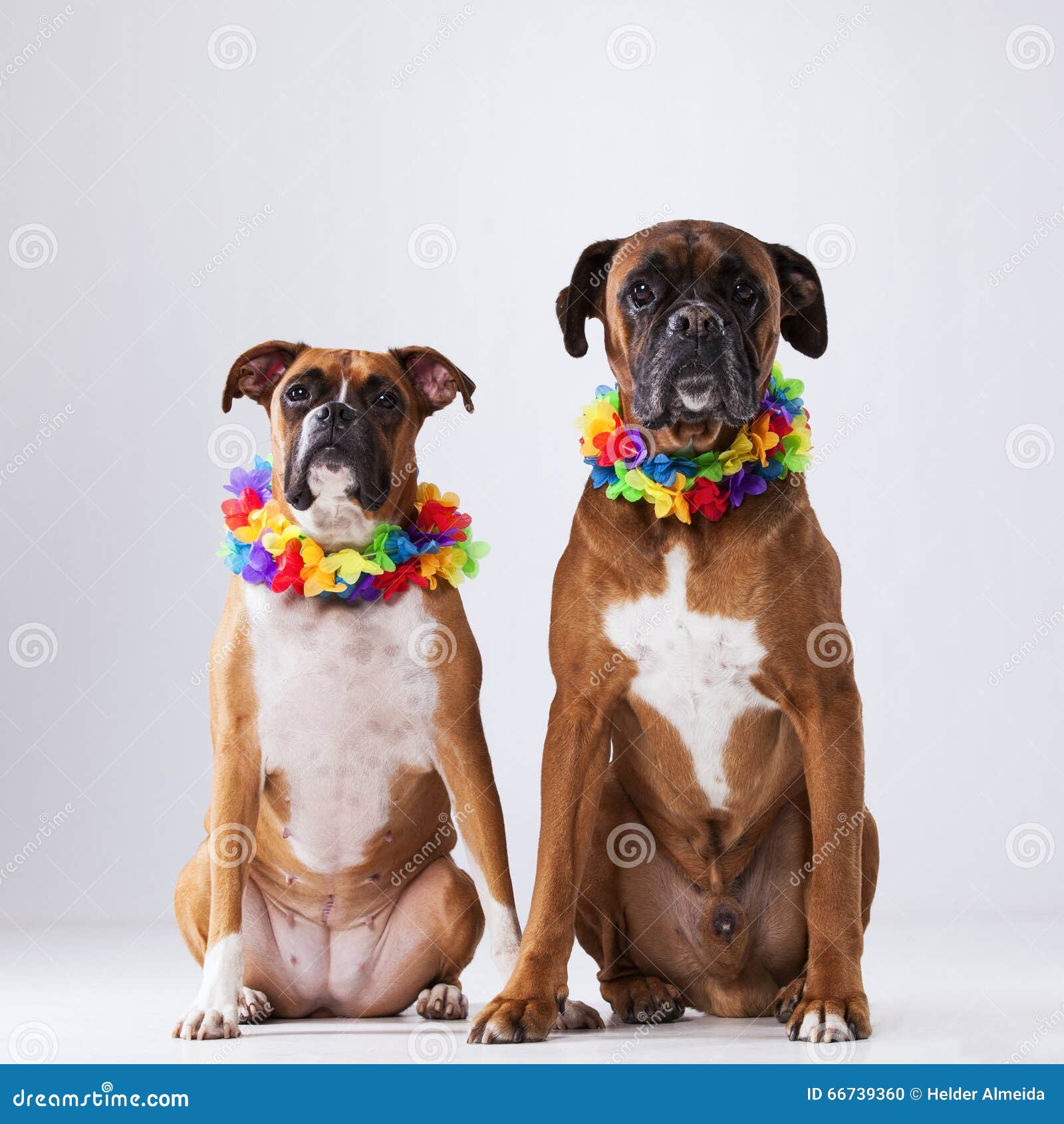 Two boxer dogs stock photo. Image of boxer, boxers, dogs - 66739360