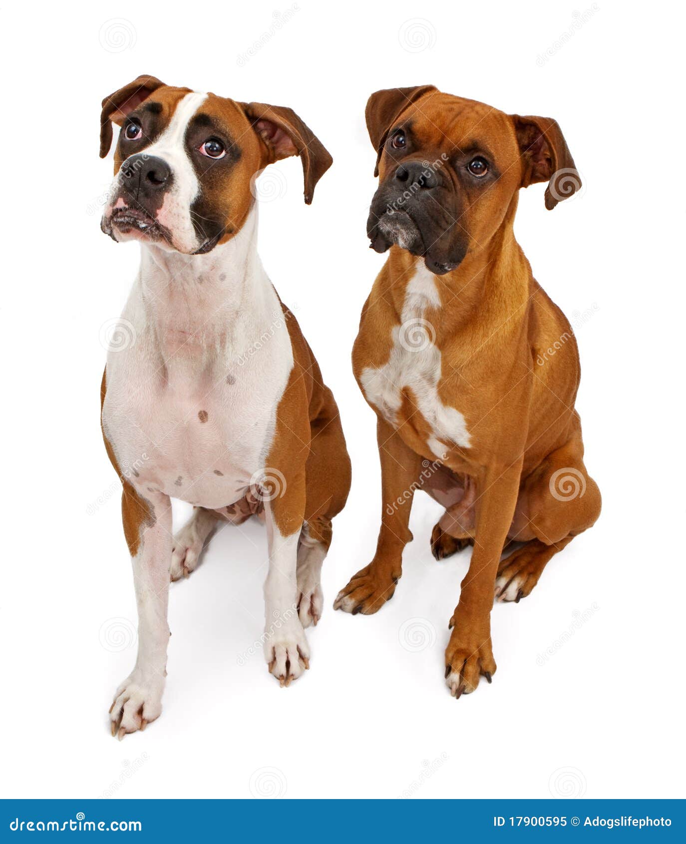 Two Boxer Dogs Isolated on White Stock Image - Image of white, isolated ...